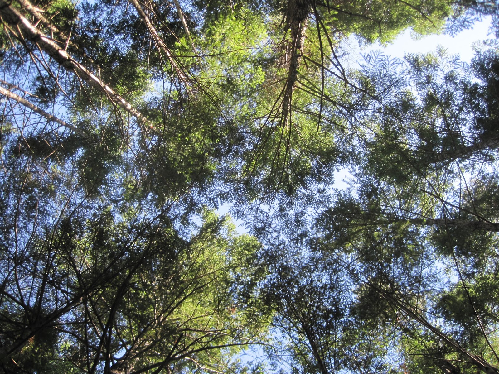 GollyGeeGosh: Hornby 2016 - Day 3 - Halliwell Park Tree Canopy