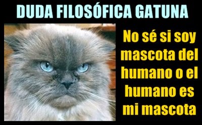 Vídeo corto gato científico: gravedad | Sobaco Global