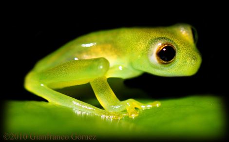 lovely pinky: Glass Frog!