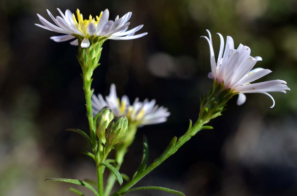 Space Coast Wildflowers: November 2012