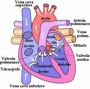 Il Cuore - anatomia e fisiologia | Infermieri di Cardiochirurgia
