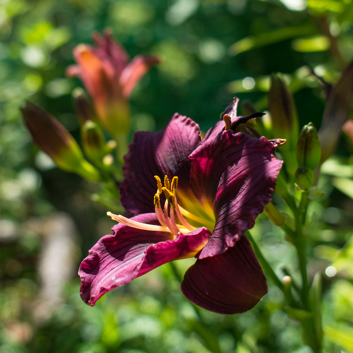 MASLENICE oz. enodnevne lilije - HEMEROCALLIS
