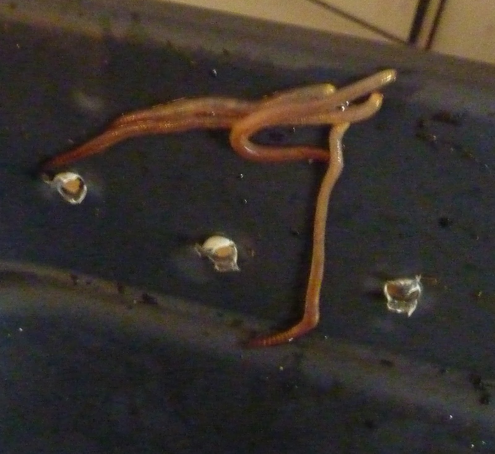 Rogue Eggplant: Worm update; and interior squeamishness