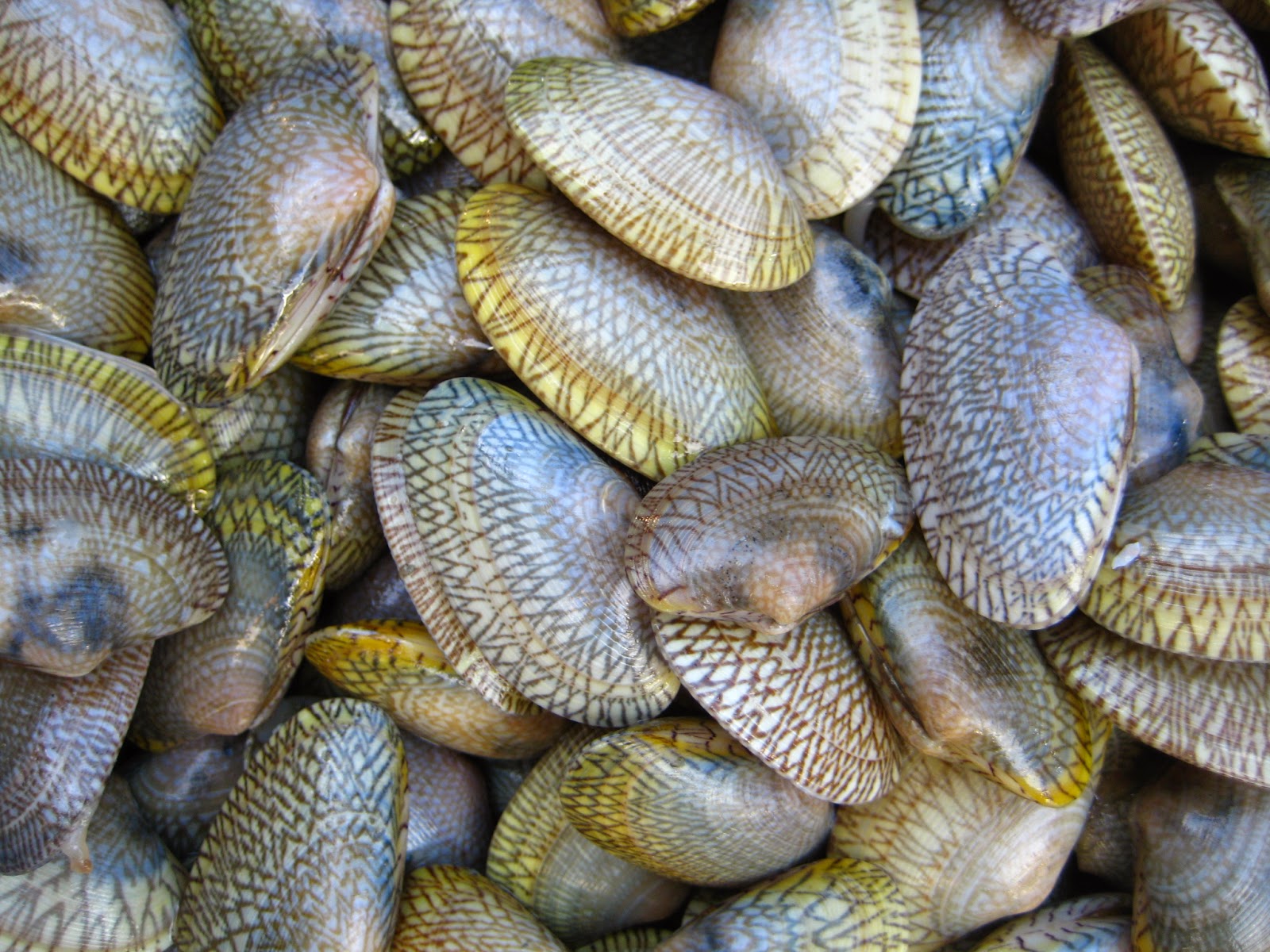 Beautiful Life: The Local