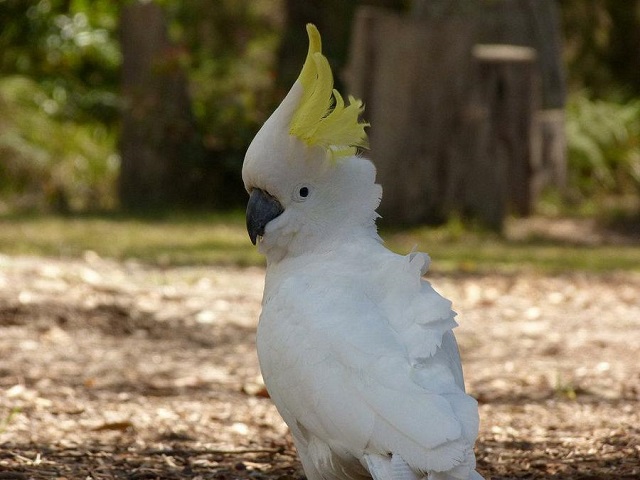 Cacatúas: Tipos y características del ave encrestada. - Las 100 AVES ...