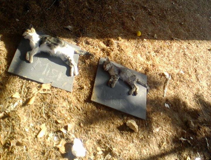 Tu pueblo y demás: Gatos muertos en Calle Jardines..