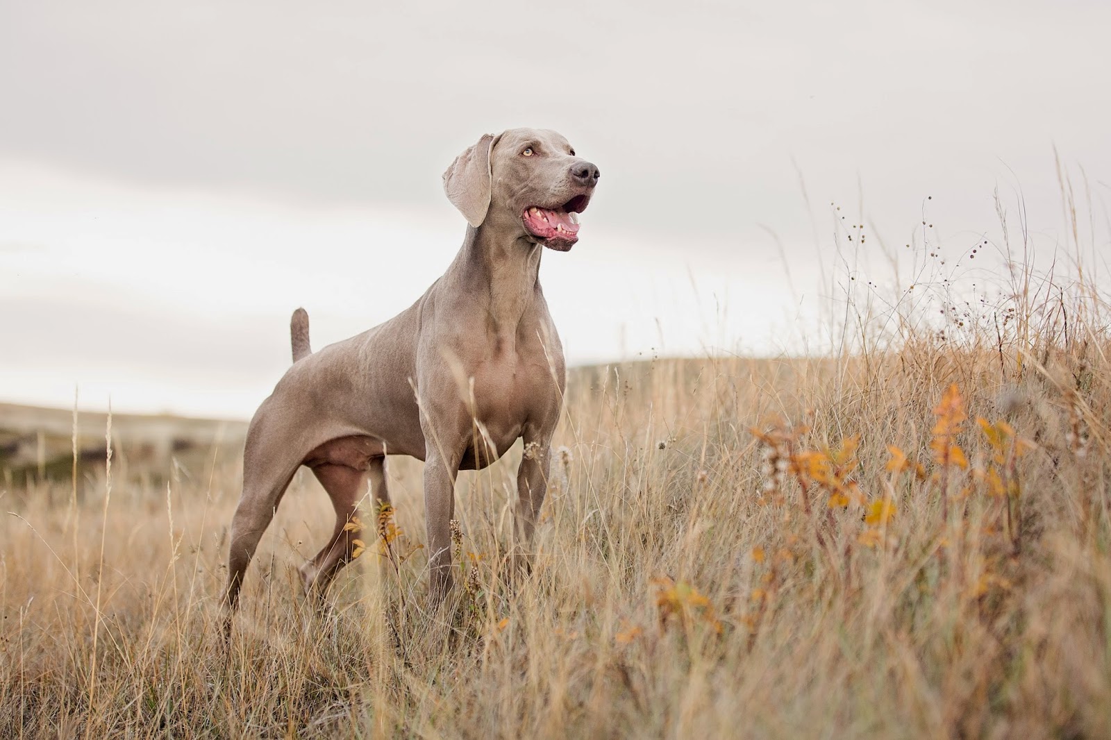 Koping Weimaraners: Paws on the Run photo session - Jimmy Choo