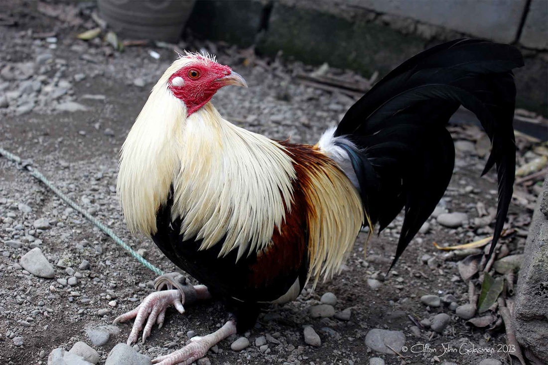 manok panabong - philippin news collections