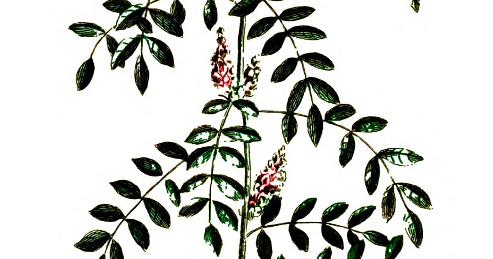 Coloriasto: The Universal Herbal: Indigofera Anil; Wild Indigo.