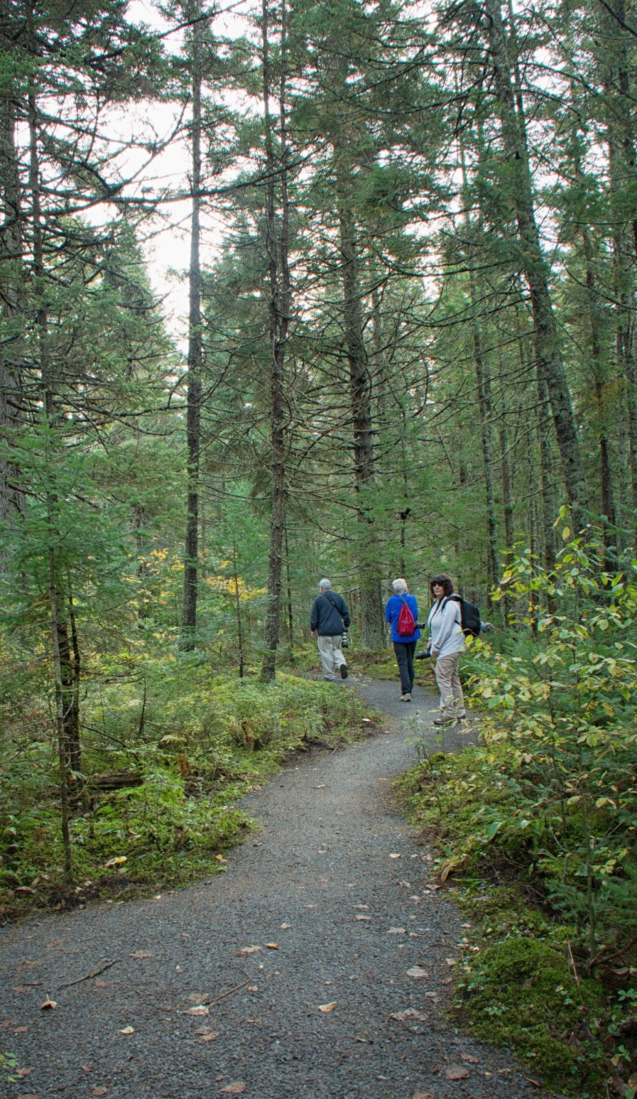 Carol's View Of New England: Moose Bog, Ferdinand VT