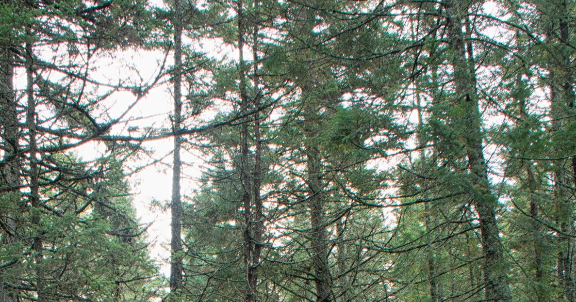 Carol's View Of New England: Moose Bog, Ferdinand VT