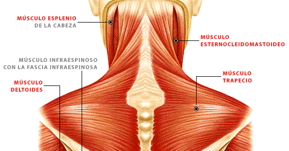 Trapecio, Deltoides, Esternocleidomastoideo. - Músculos