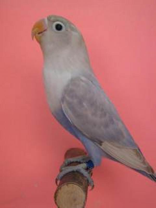 Parrot's Paradise.: Agapornis Personata (Personatus) | Masked Lovebird