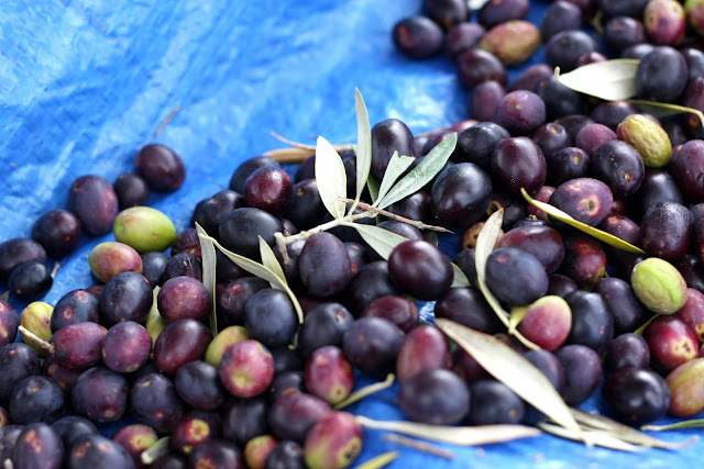 How to Cure Fresh Olives at Home | Wandering Spice