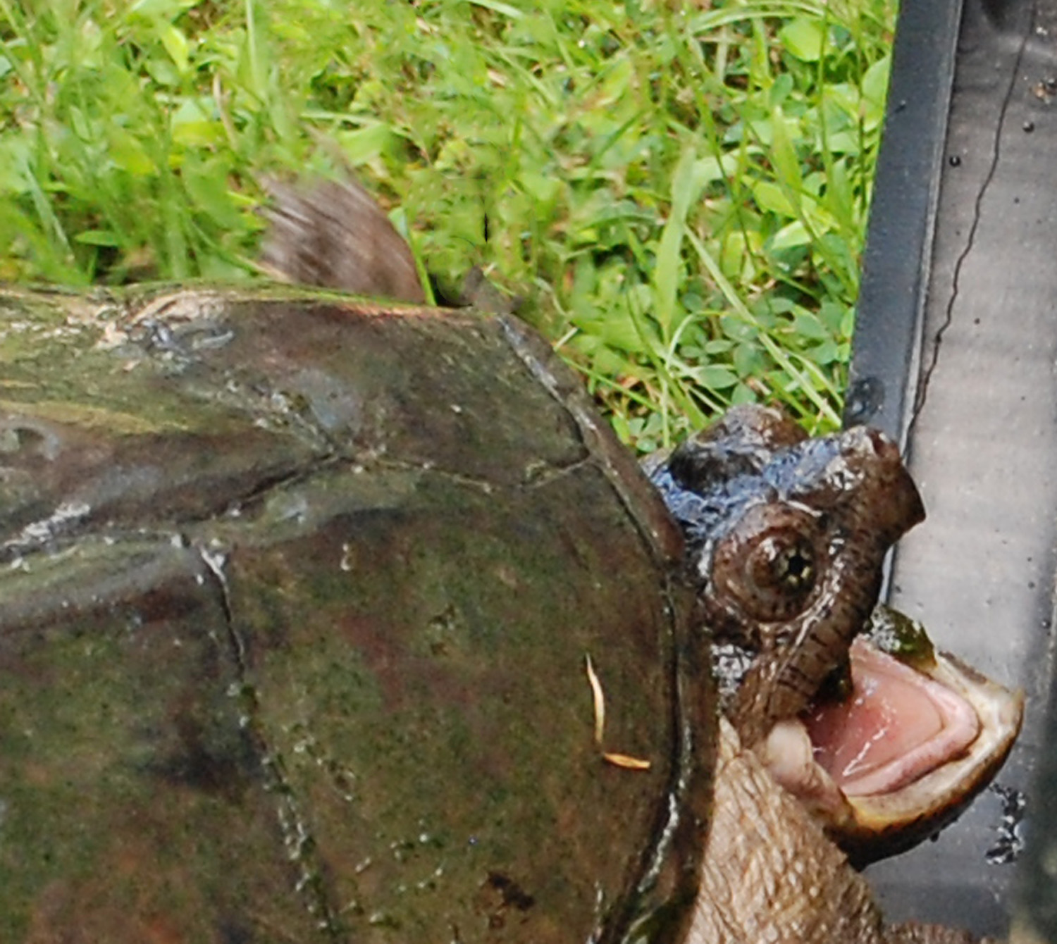 Lula Belle Style: Snapping Turtles are All Gums!
