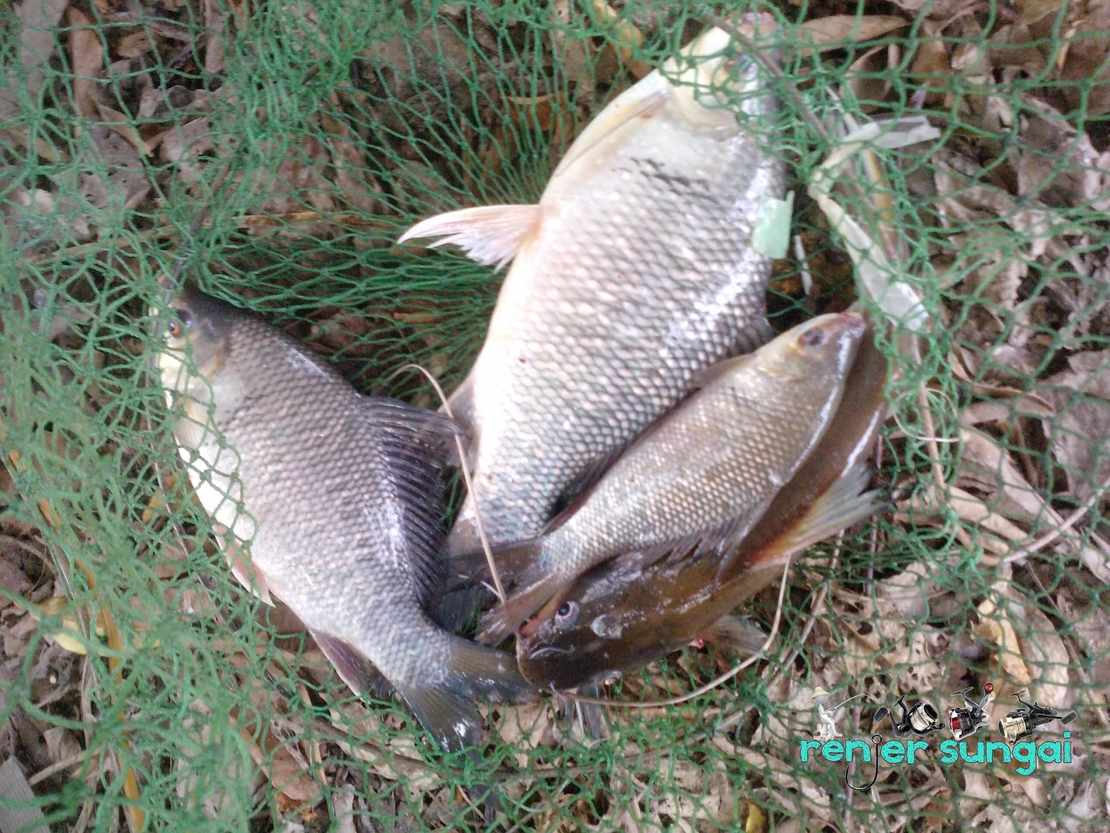 Renjer Sungai: LUBUK IKAN KELABAU PART 2