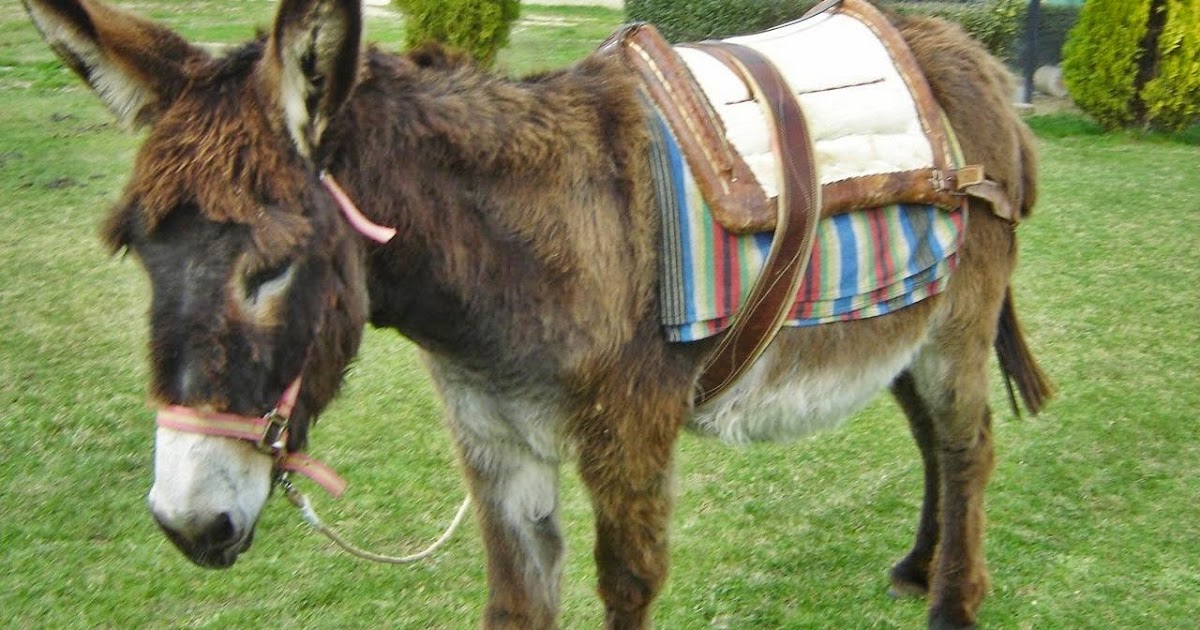 "PRONTO" VA A LA ESCUELA