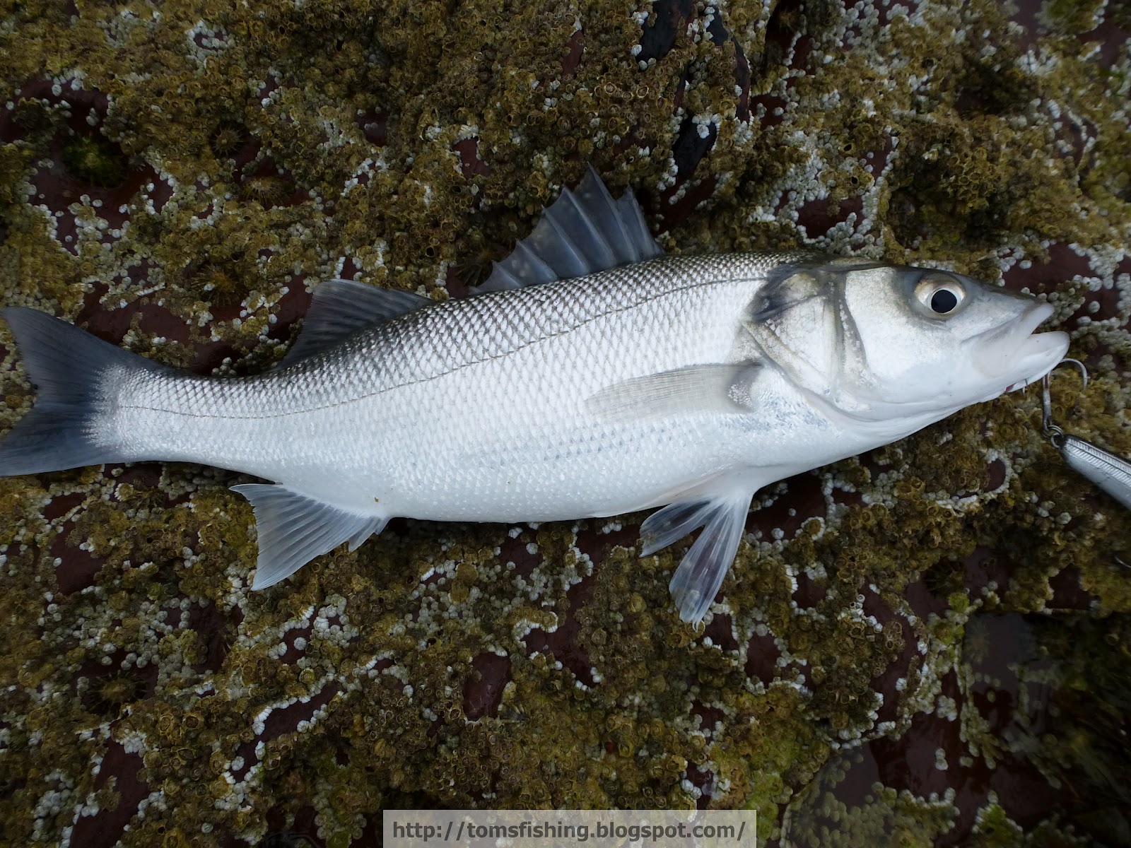 sea bass catch | Sustainable fishing, Fish, Sea bass