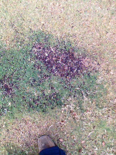 SCTX Golf Course Maintenance: Dillo Dirt