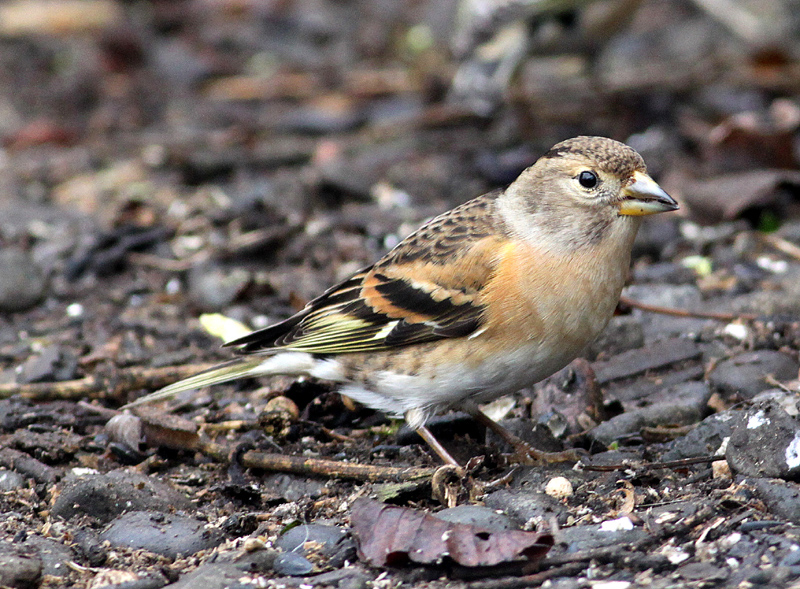 Another Bird Blog: Indoor Post