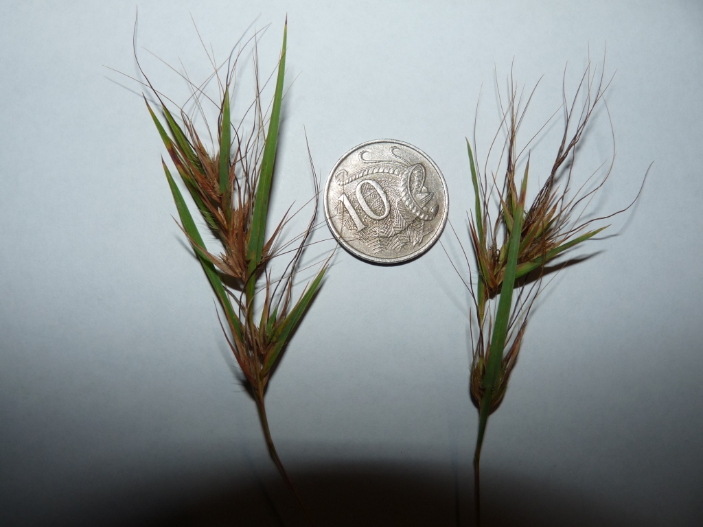 LandcareNT: Can you tell grader grass from kangaroo grass?