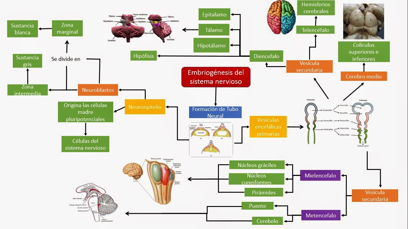 Embriología del Sistema Nervioso Central | Fisiología Medica