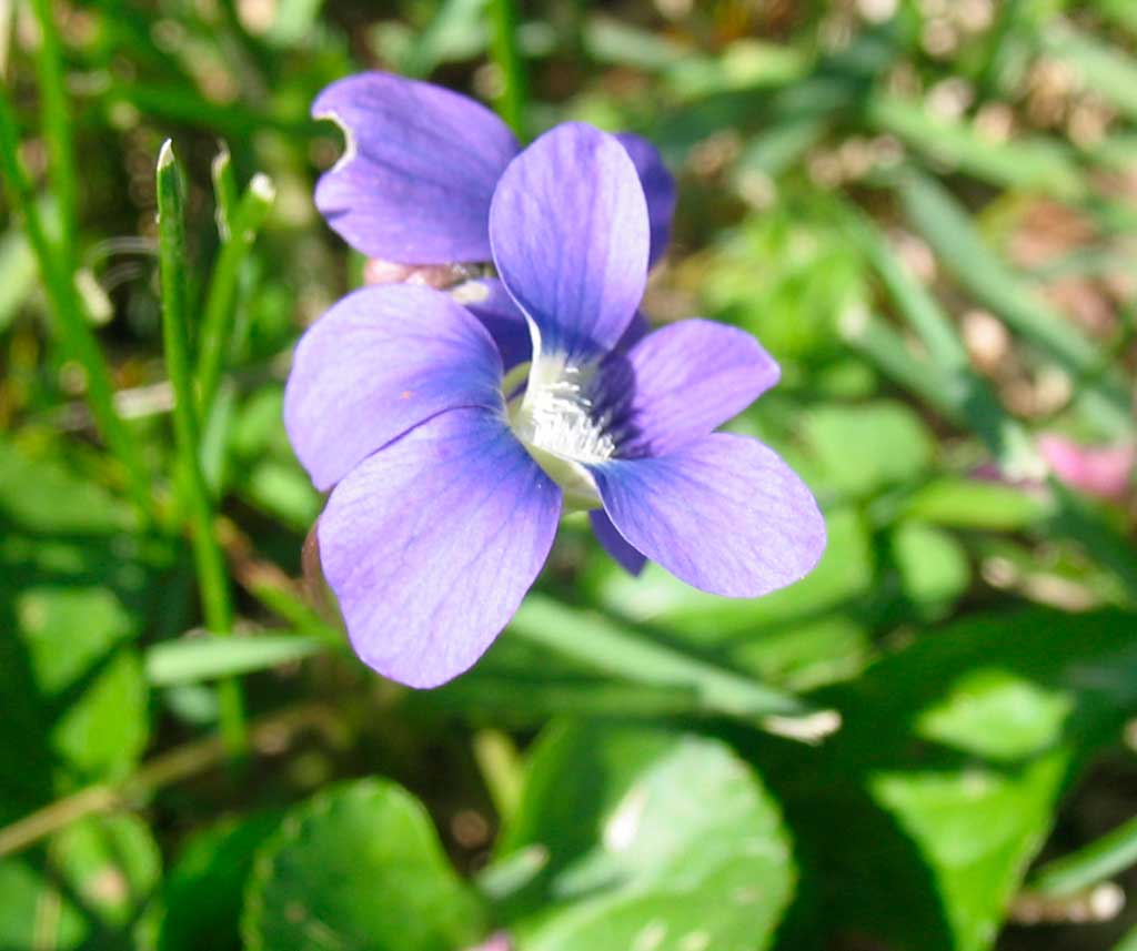 Poppular Photography: Wild Violet 2012