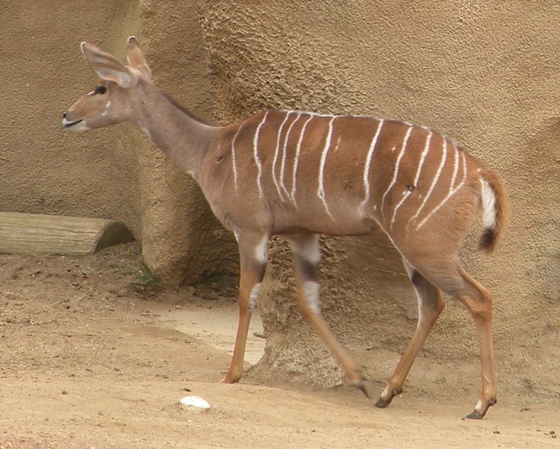Pilgrimage 2013: San Diego Zoo Part 4 Unfamiliar Animals