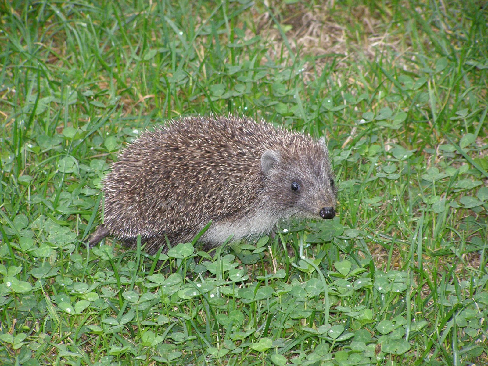 Foto utrinki iz narave: jež