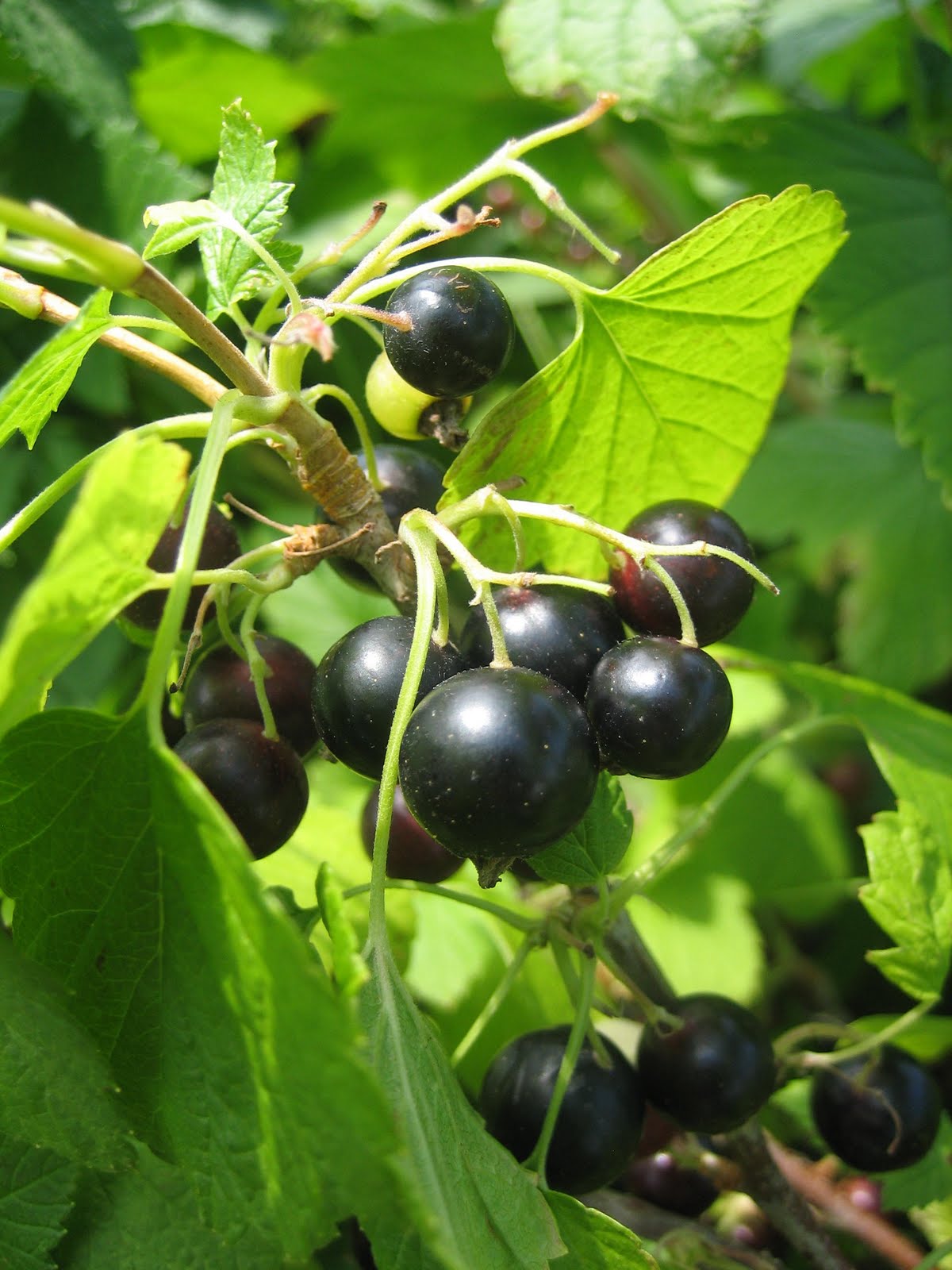Equal Opportunity Kitchen: No Sugar Raspberry Jam