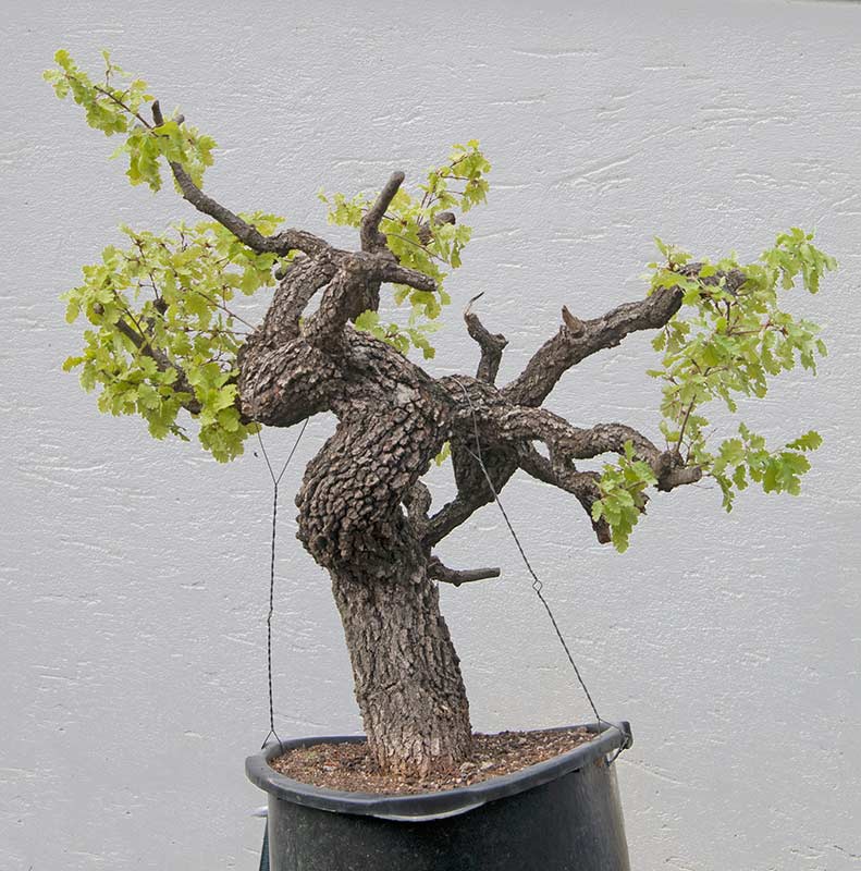 Pin Oak Bonsai | Aneka Ragam Bentuk Bonsai
