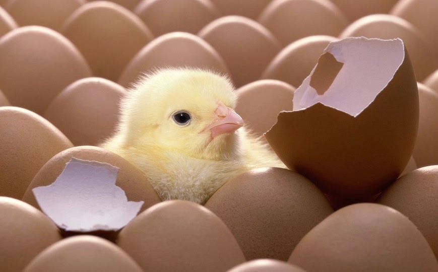 Familie Dubbelop: opnieuw geboren worden