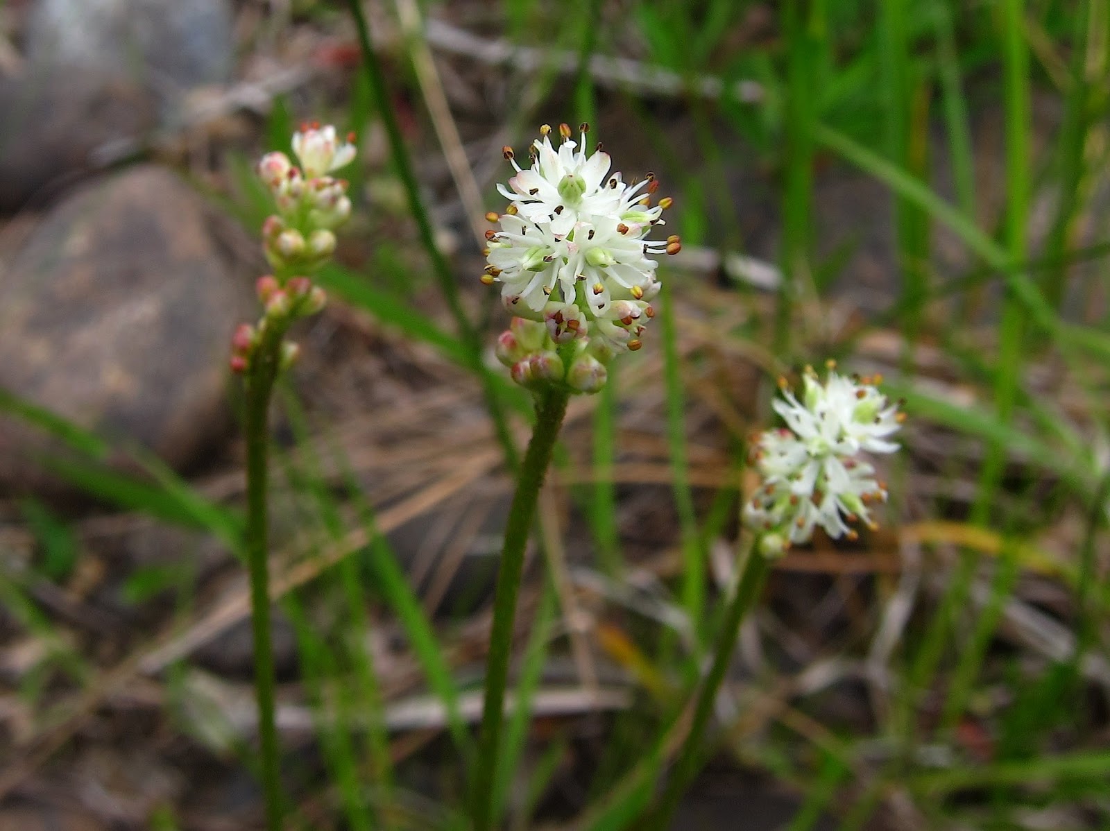 Saratoga woods and waterways: The Ice Meadows in Early June