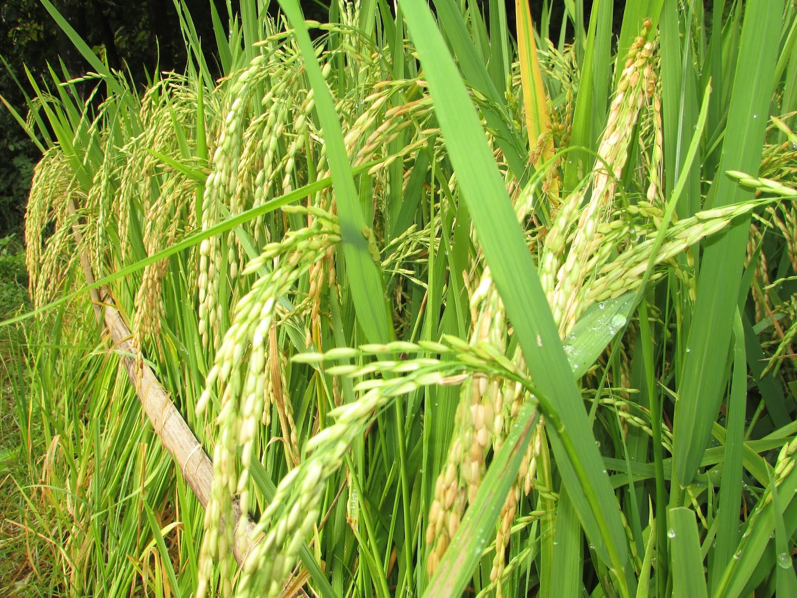 Foto Padi yang Menguning di Persawahan Nan Indah - Foto Lepas