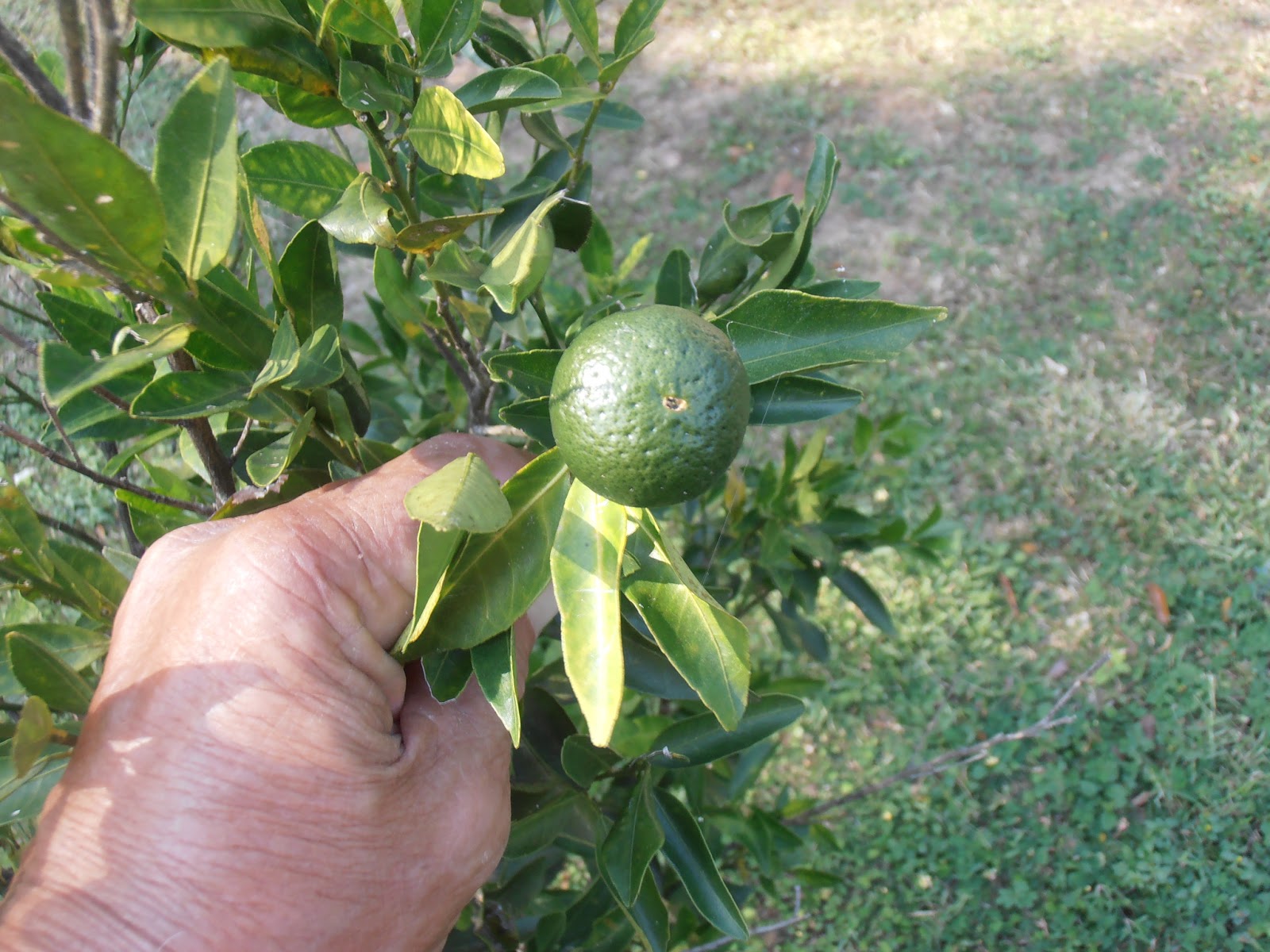 Flora de Puerto Rico Ilustrada Papo Vives: RUTACEAE Citrus reticulata ...