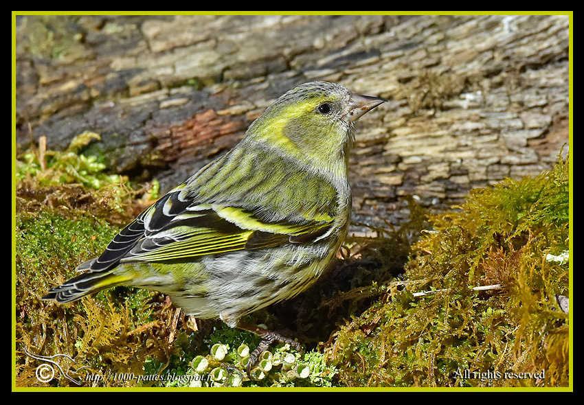 WILDLIFE GATEWAY: Tarins des aulnes