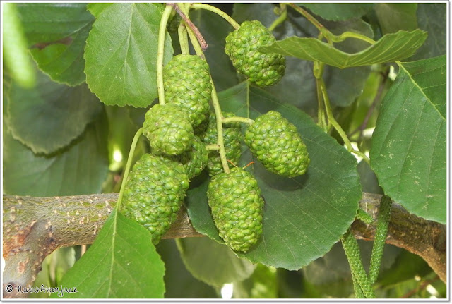 NaturAranjuez: Alnus glutinosa (ALISO)