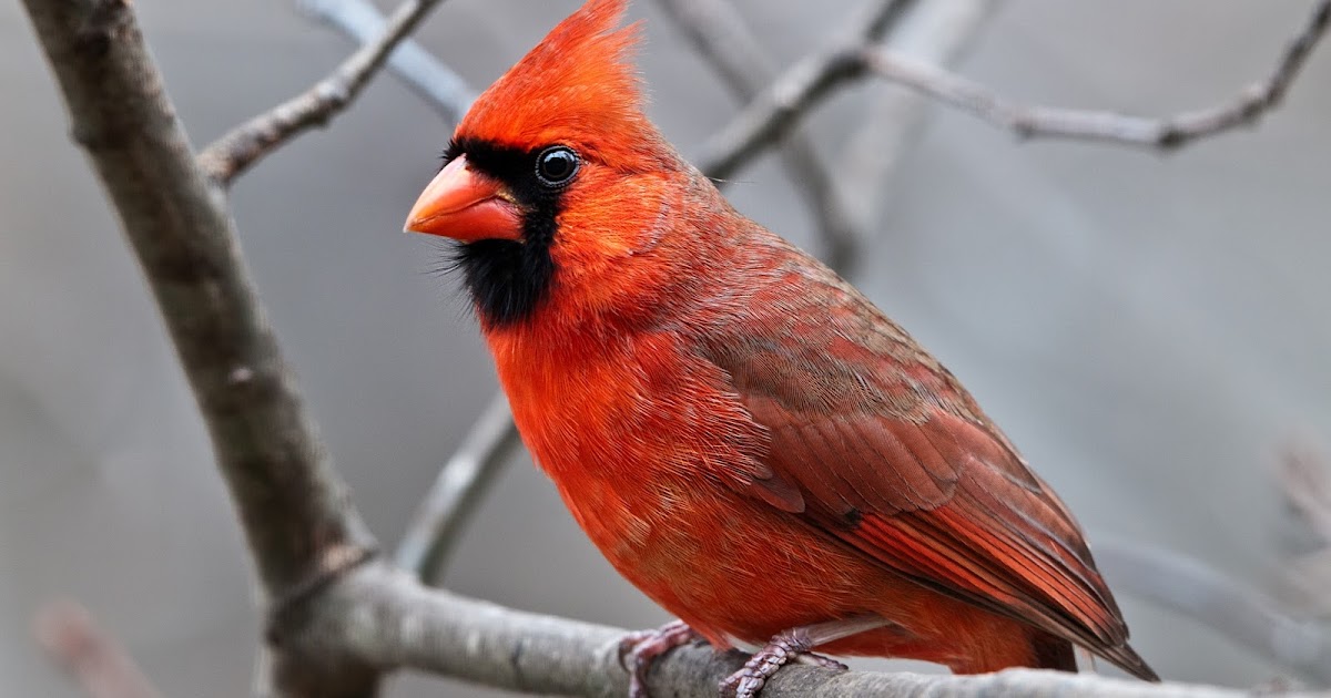 Eaton Rapids Joe: A little bit of bird humor