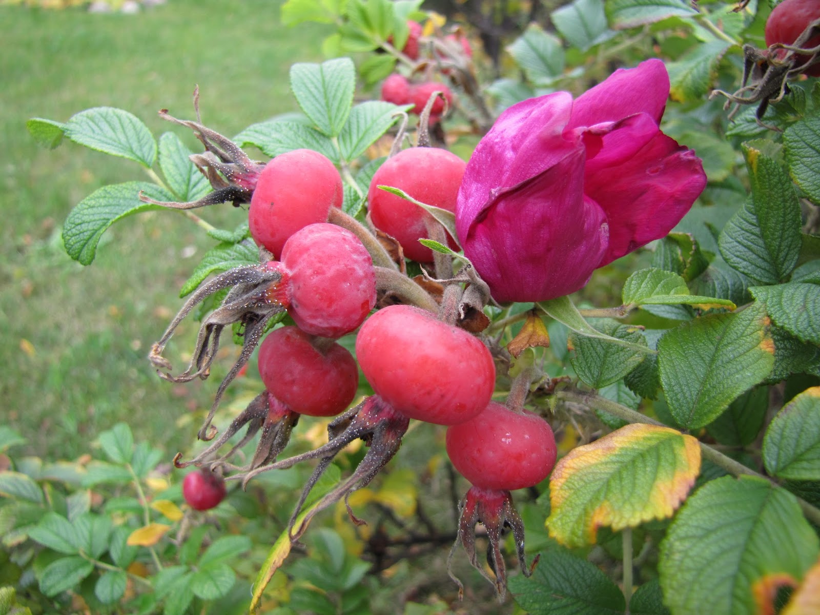 "Синяя груша": Проект "Фото-буквы. Буква "Ш""