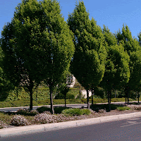 Eden By The Bay: Street Trees Through the Seasons - Columnar Hornbeam ...