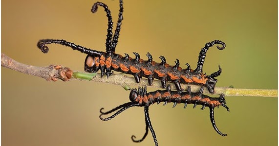 Los 10 insectos más feos