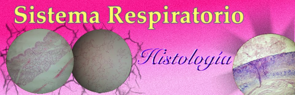 Histología: Sistema Respiratorio: Faringe y Laringe