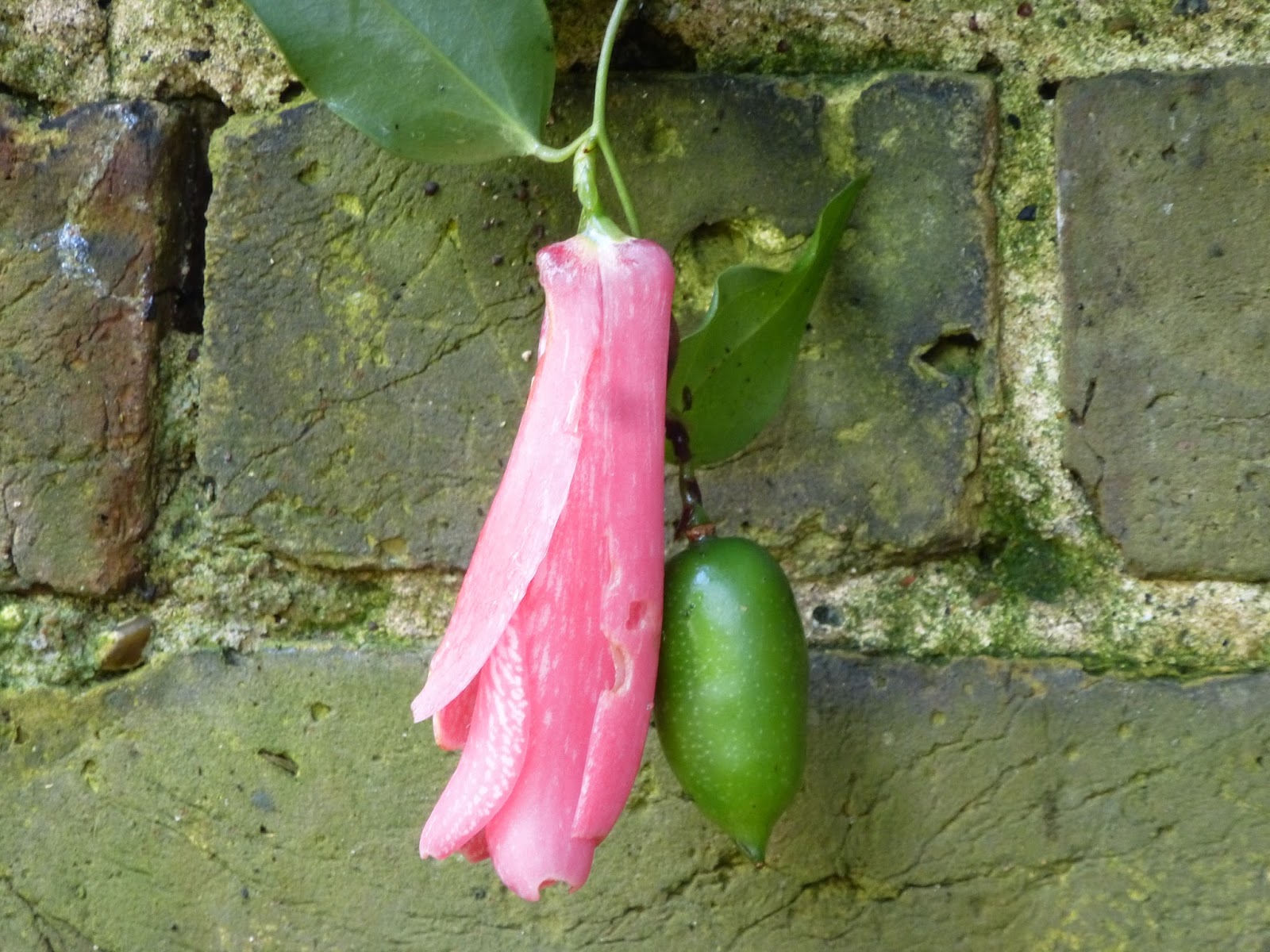 Fernando Ruz: Plantas nativas de Chile: Copihue (Lapageria rosea)