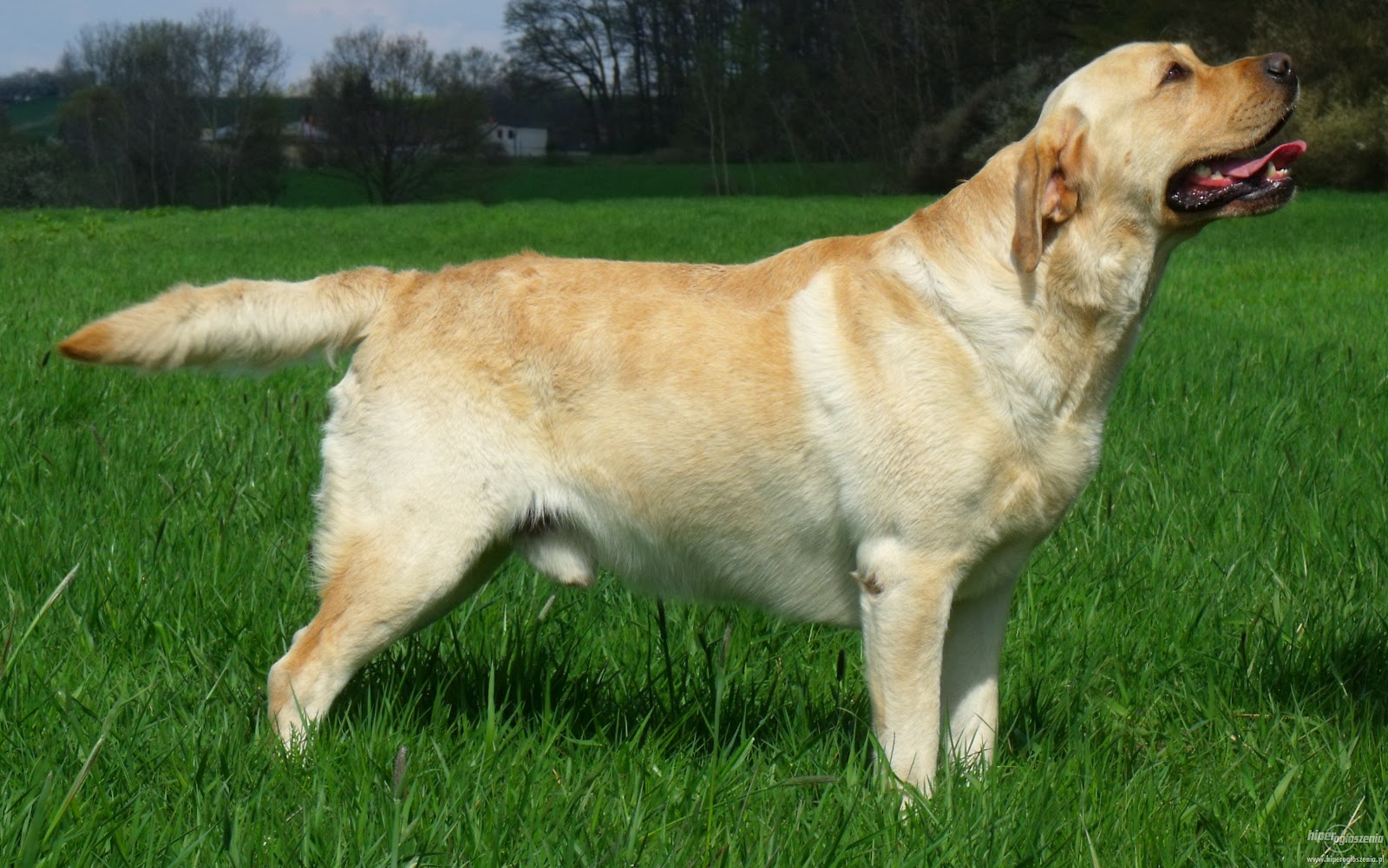 Wszystko o psach: Labrador Retriever
