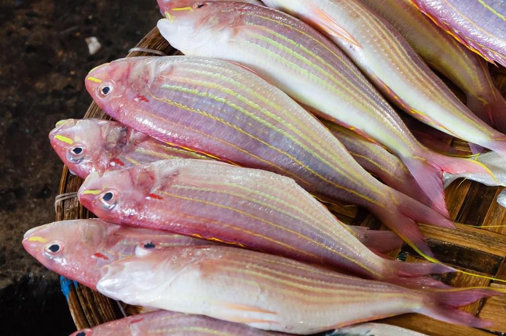 Klasifikasi, Morfologi, Habitat Ikan Kurisi (Nemipterus japonicus) - GO ...