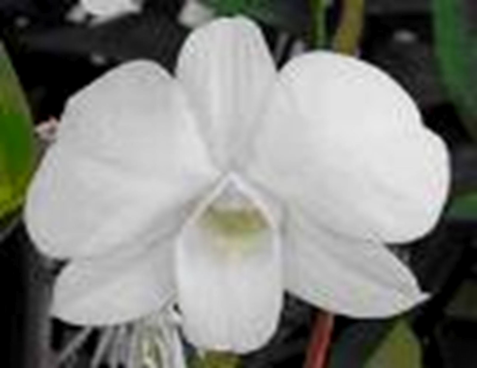 GEOGRAFI-IWAN: PERSEBARAN FLORA DAN FAUNA DI INDONESIA