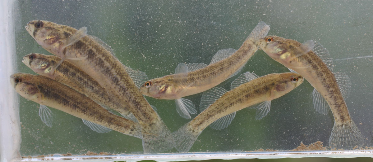 TNACI Field Notes: Critical Habitat Designated for Five Endangered ...