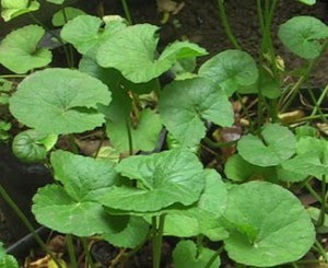 the present trend of artists: MANFAAT DAUN ANTANAN