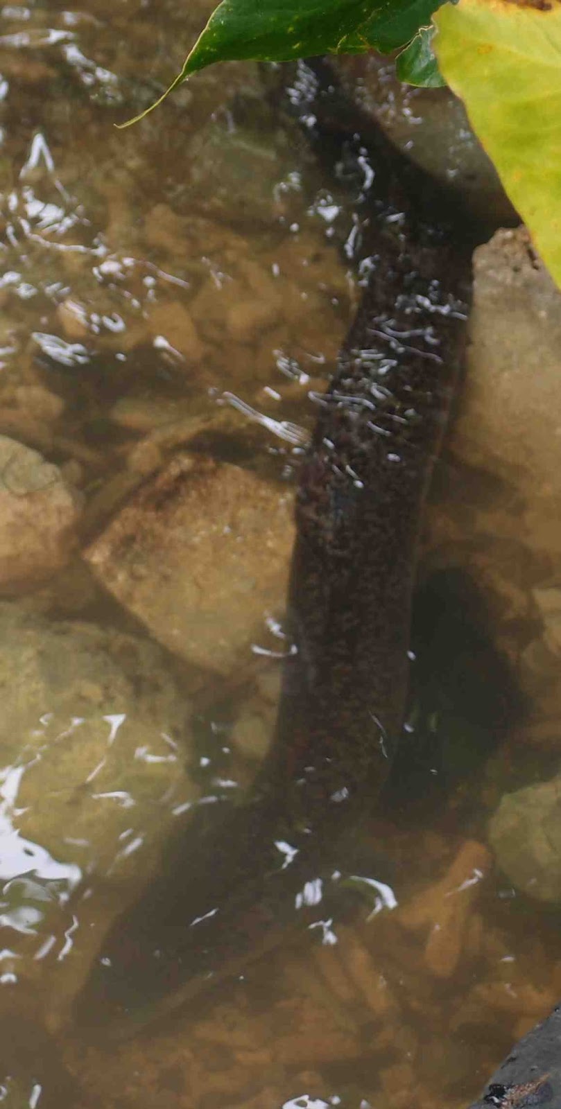 A Merman in Pohnpei: 54: Eels and July 4