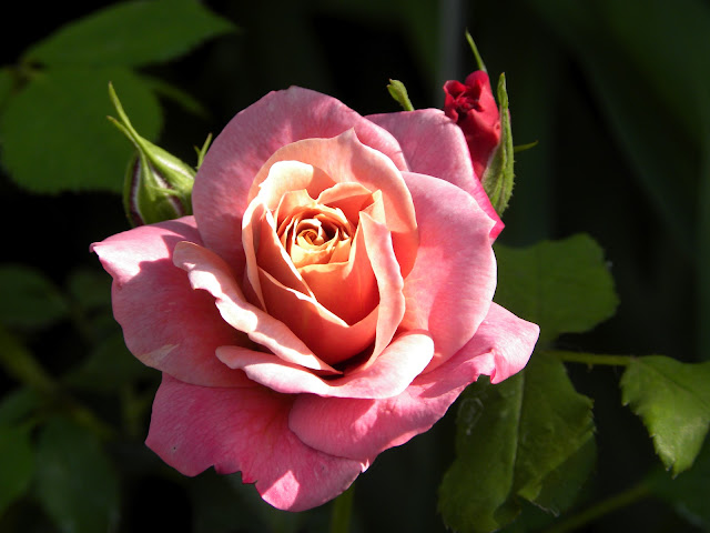 Red Dirt Roses: Paul Barden Roses I Grow